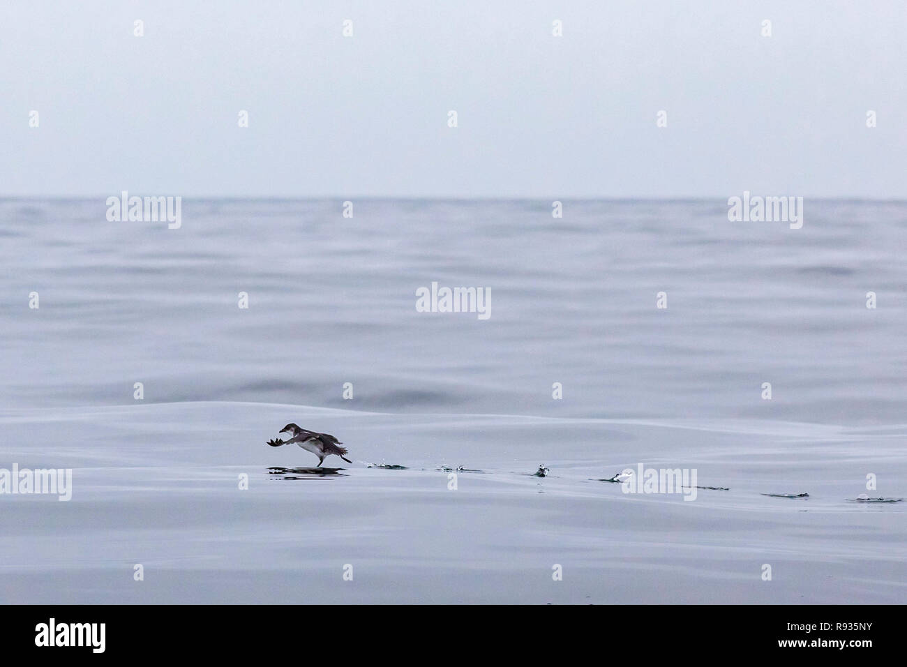 A wonderful Peruvian diving petrel bird taking off the Pacific Ocean ...