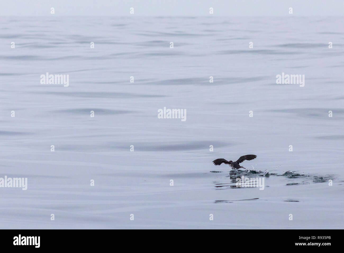 A wonderful Peruvian diving petrel bird taking off the Pacific Ocean ...