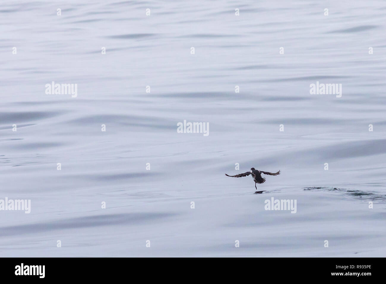 A wonderful Peruvian diving petrel bird taking off the Pacific Ocean ...