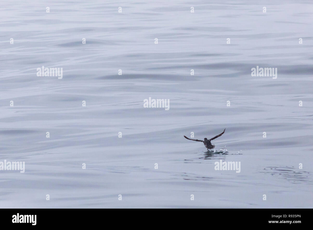 A wonderful Peruvian diving petrel bird taking off the Pacific Ocean ...