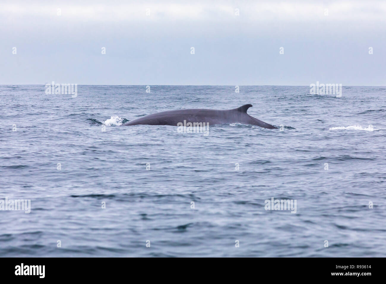 Fin whales swimming in the waters of the Pacific Ocean in front of ...