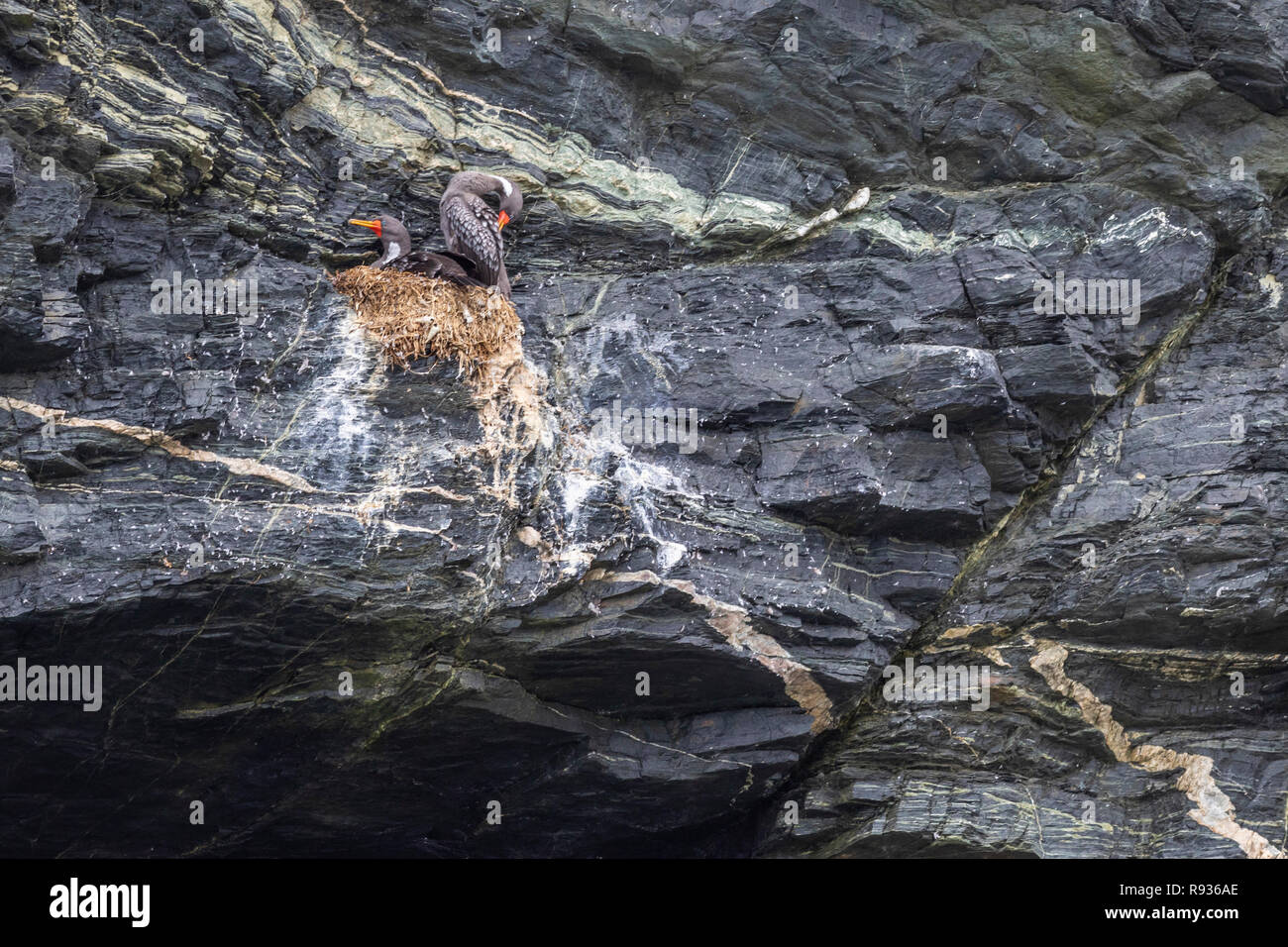 Cormorant bird family hi-res stock photography and images - Alamy