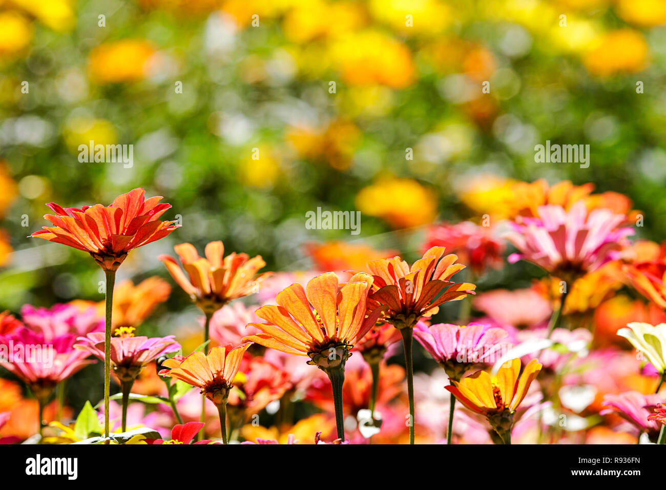 The Beautiful Wide Angle flower background. Panoramic floral wallpaper ...