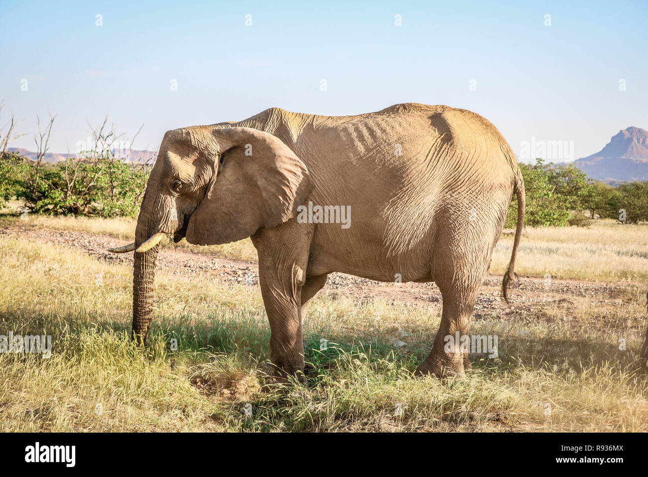 Wild Namibian Elephant Stock Photo - Alamy