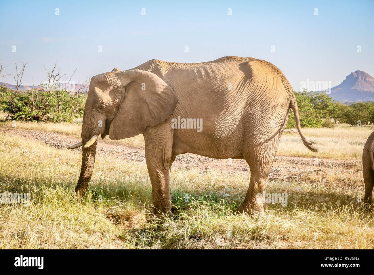 Wild Namibian Elephant Stock Photo - Alamy