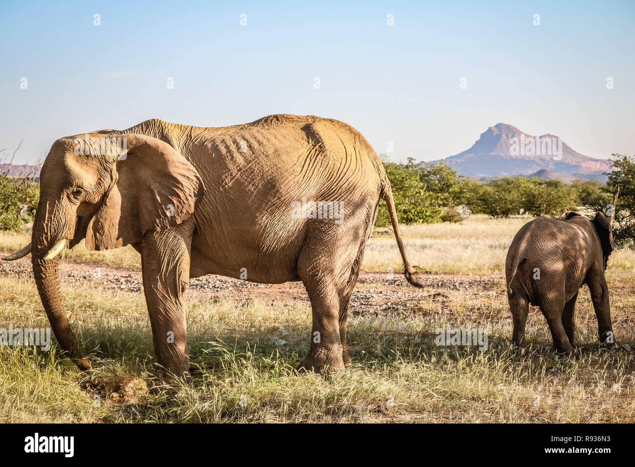 Wild Namibian Elephant Stock Photo - Alamy