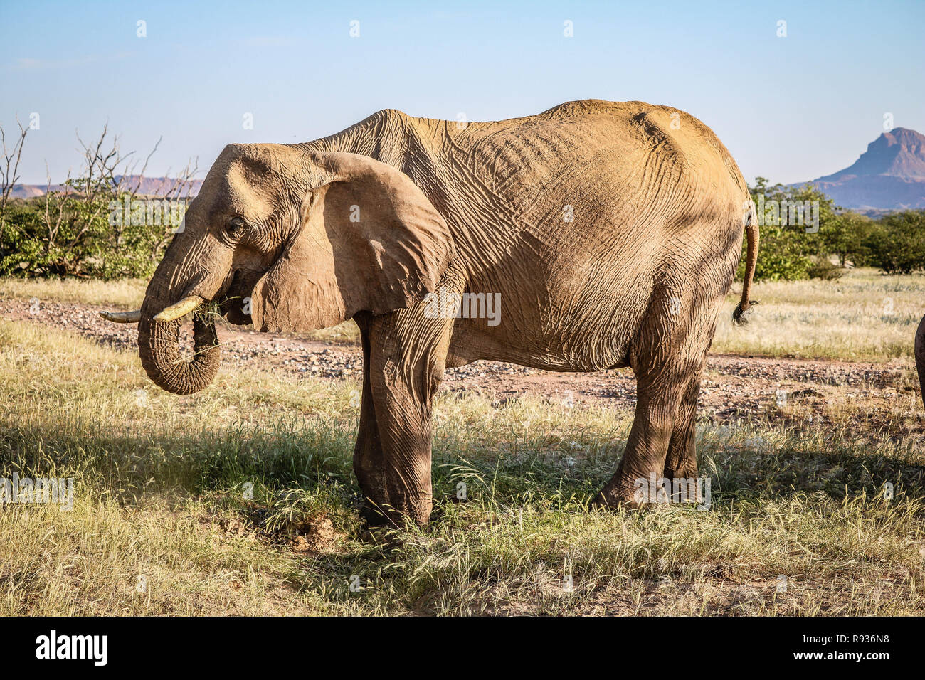 Wild Namibian Elephant Stock Photo - Alamy