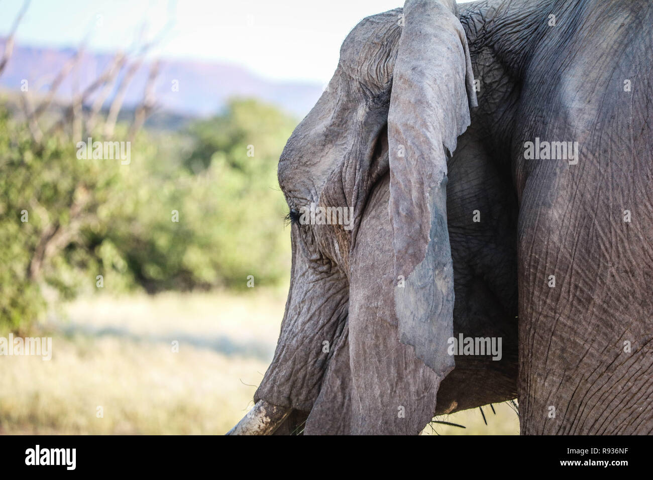 Wild Namibian Elephant Stock Photo - Alamy