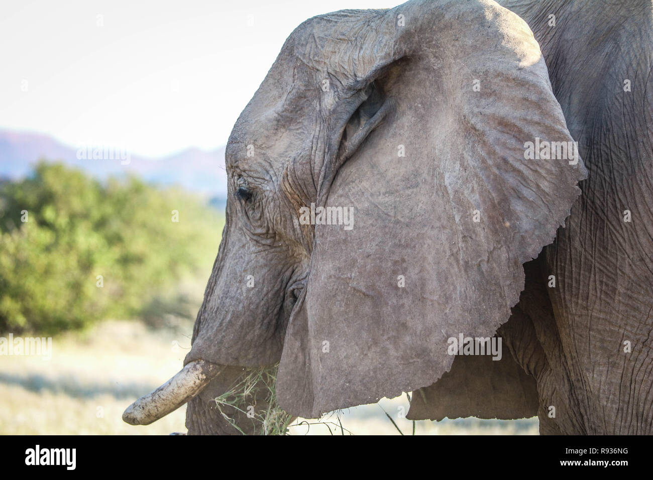 Wild Namibian Elephant Stock Photo - Alamy