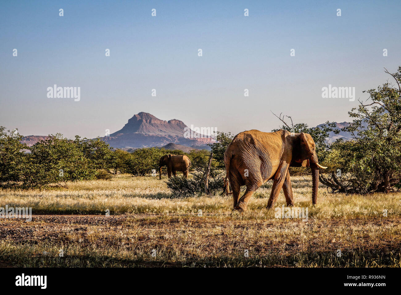Wild Namibian Elephant Stock Photo - Alamy