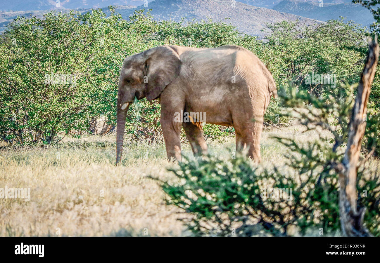 Wild Namibian Elephant Stock Photo - Alamy