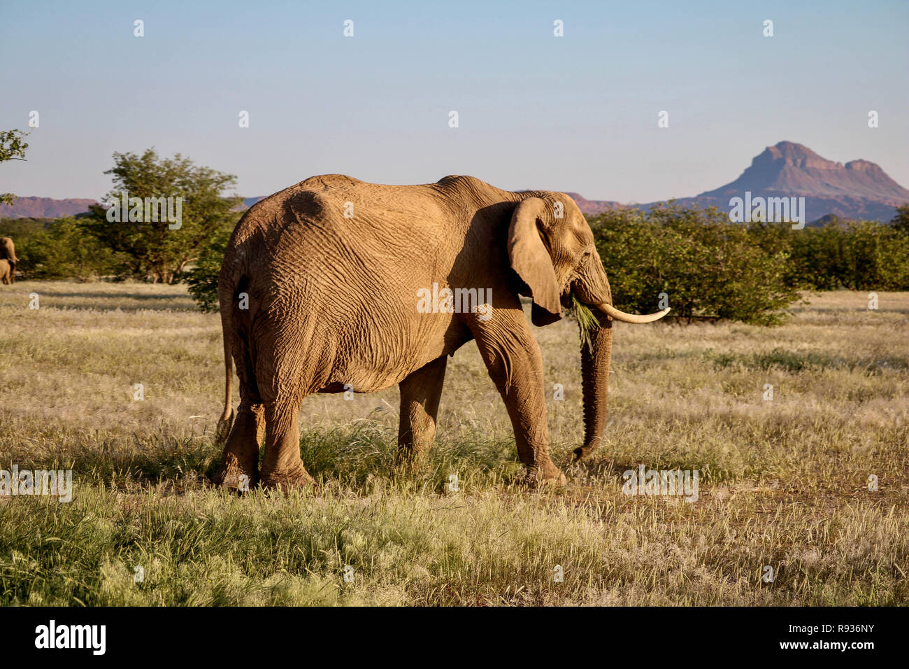 Wild Namibian Elephant Stock Photo - Alamy