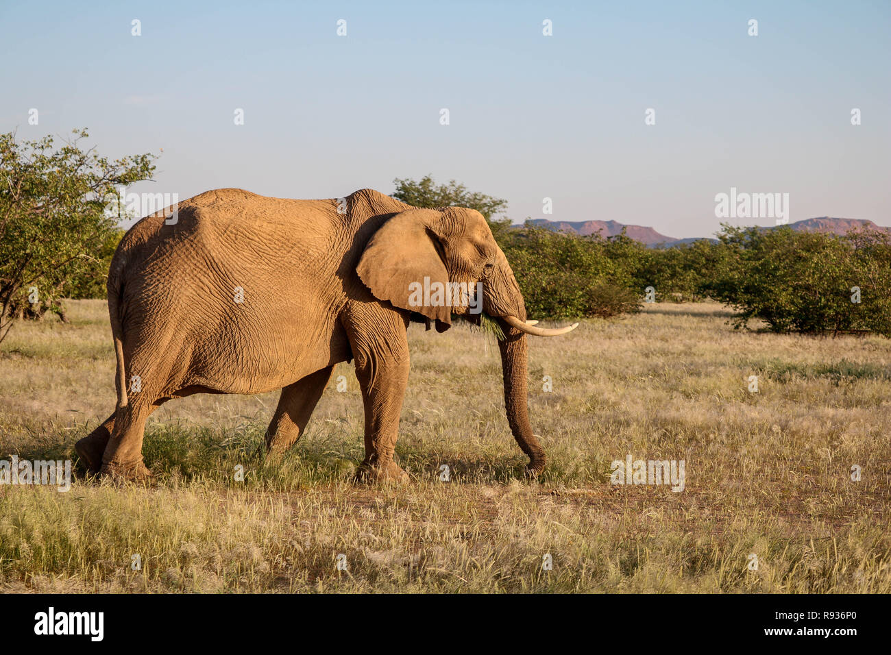 Wild Namibian Elephant Stock Photo - Alamy