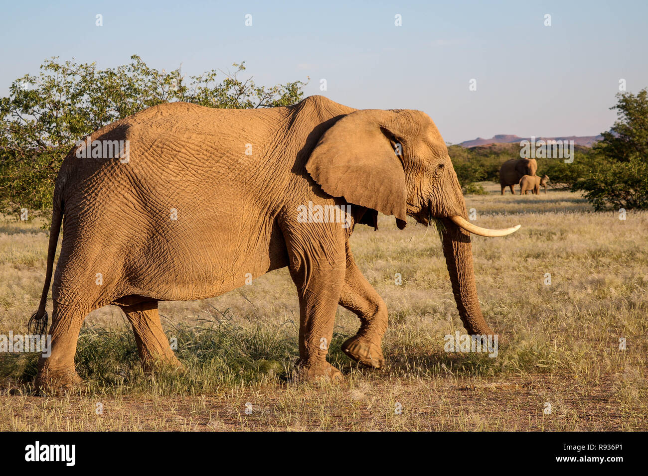 Wild Namibian Elephant Stock Photo - Alamy