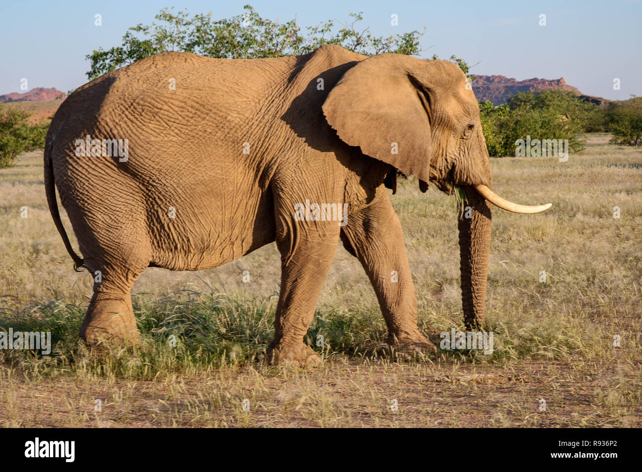Wild Namibian Elephant Stock Photo - Alamy