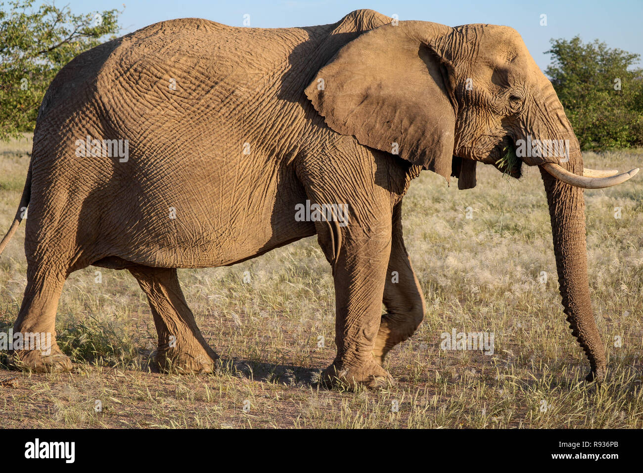 Wild Namibian Elephant Stock Photo - Alamy