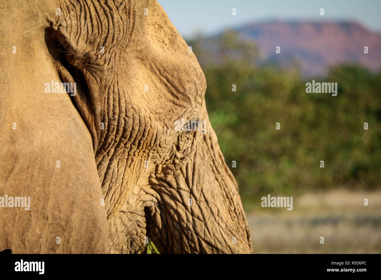 Wild Namibian Elephant Stock Photo - Alamy