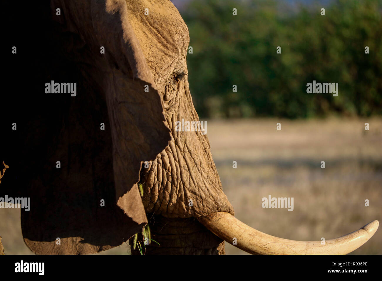Wild Namibian Elephant Stock Photo - Alamy