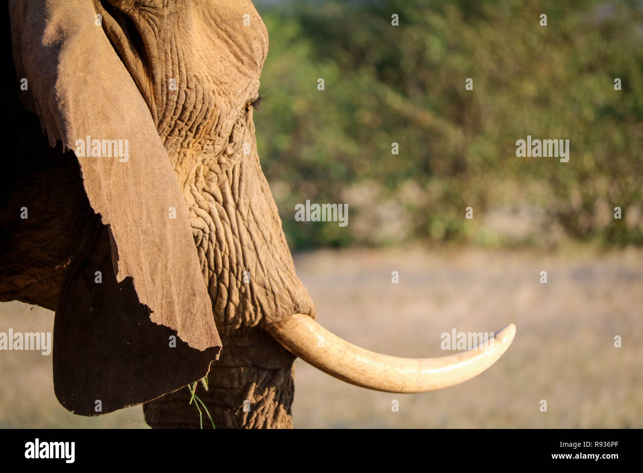 Wild Namibian Elephant Stock Photo - Alamy