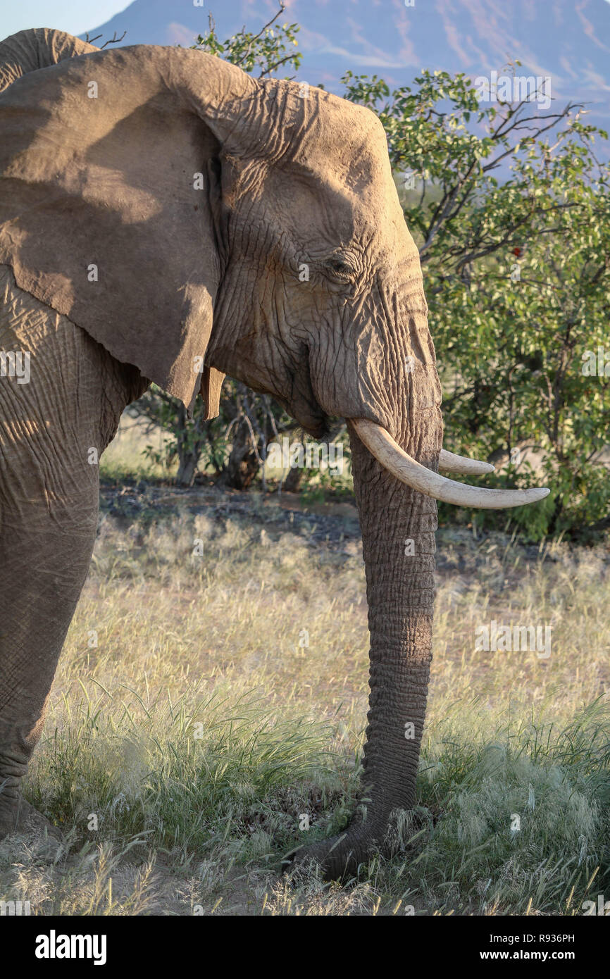 Wild Namibian Elephant Stock Photo - Alamy