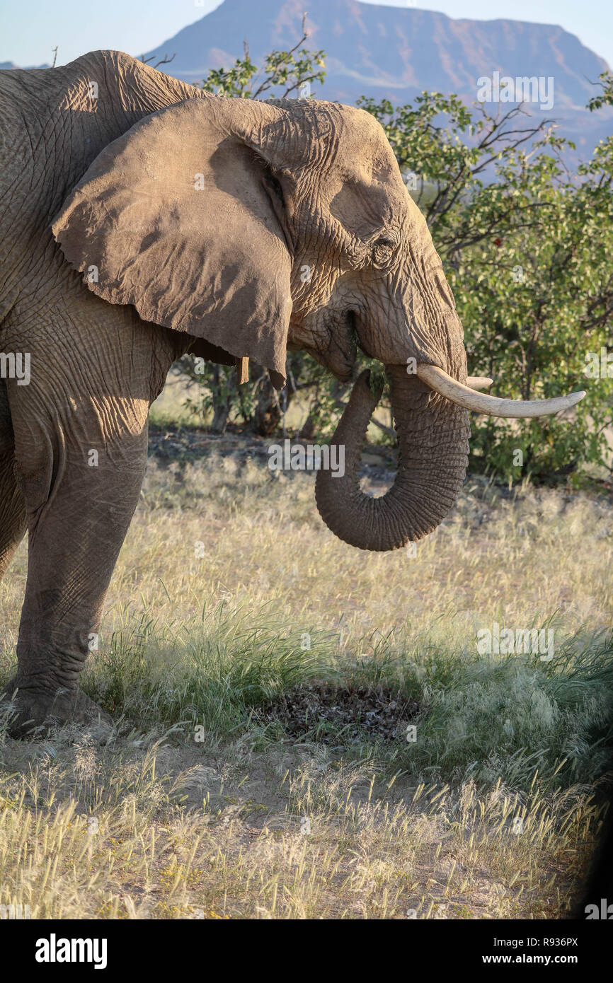 Wild Namibian Elephant Stock Photo - Alamy
