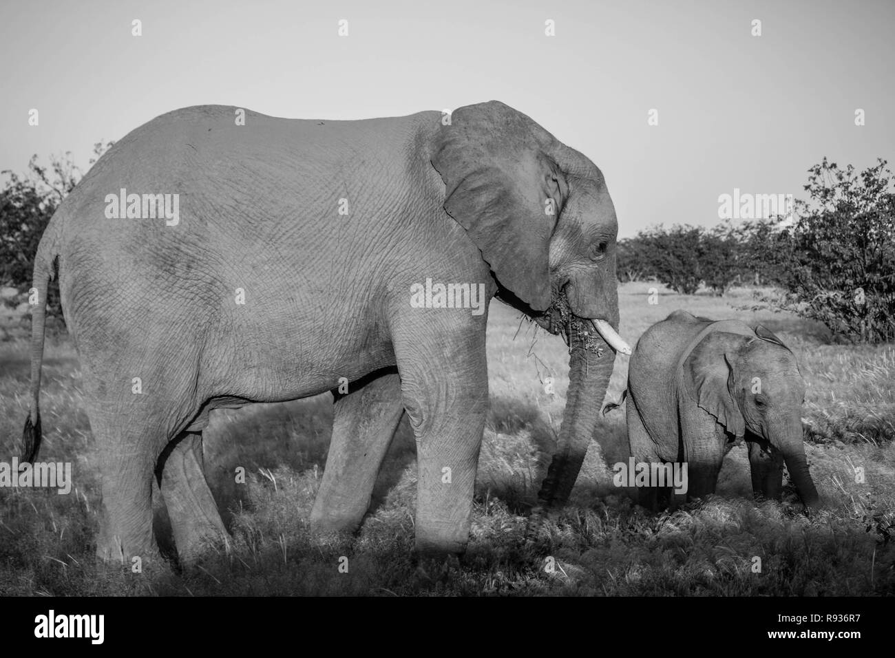 Elephant nature photography Black and White Stock Photos & Images - Alamy