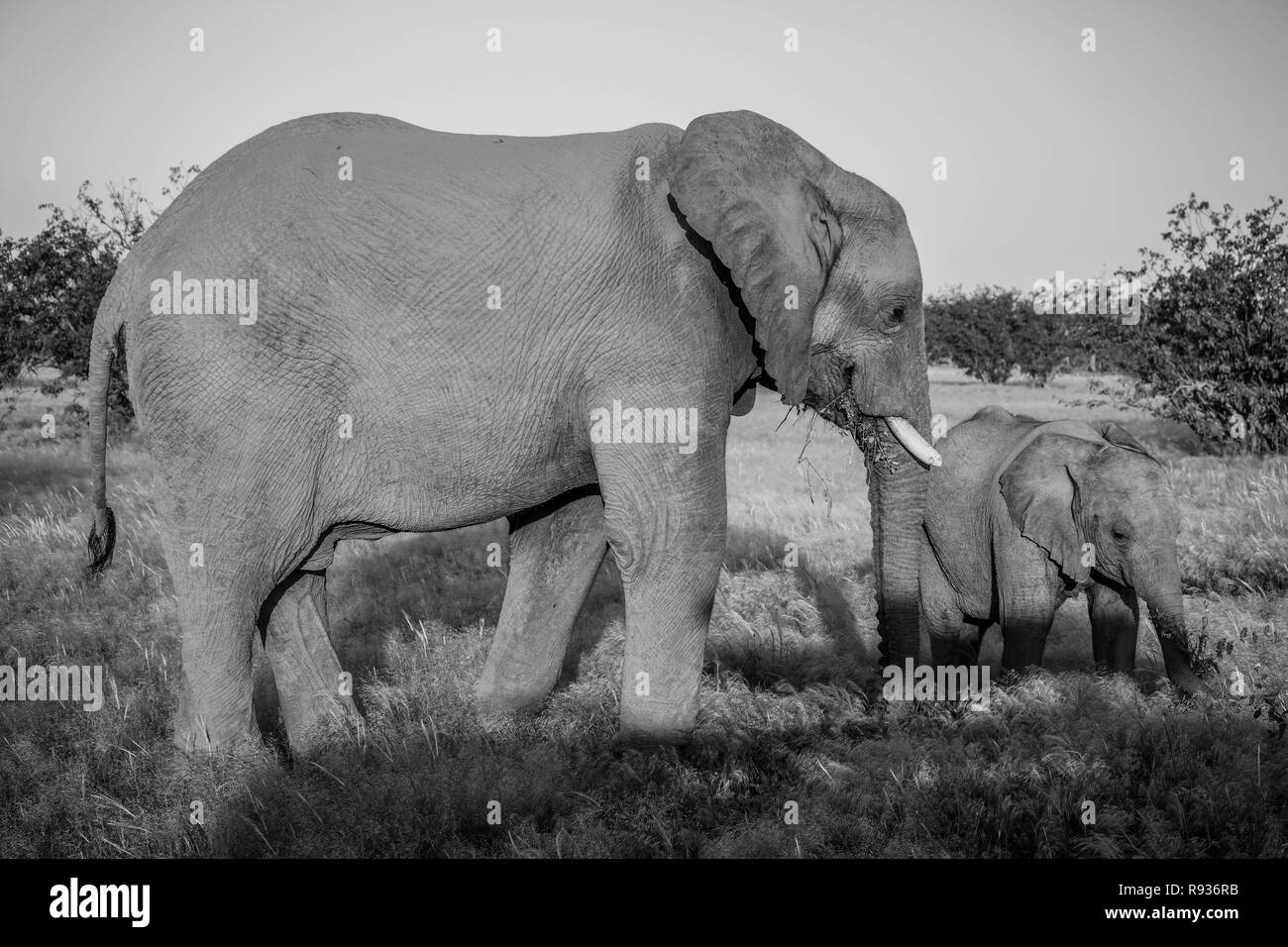 Wild Namibian Elephant Stock Photo - Alamy