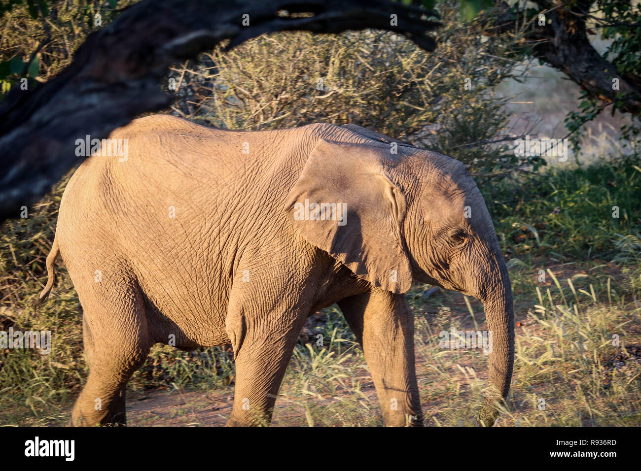 Wild Namibian Elephant Stock Photo - Alamy