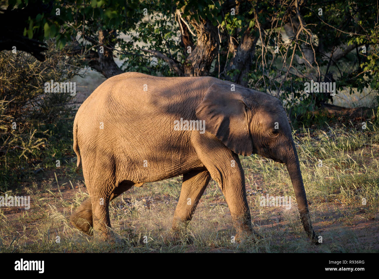 Wild Namibian Elephant Stock Photo - Alamy