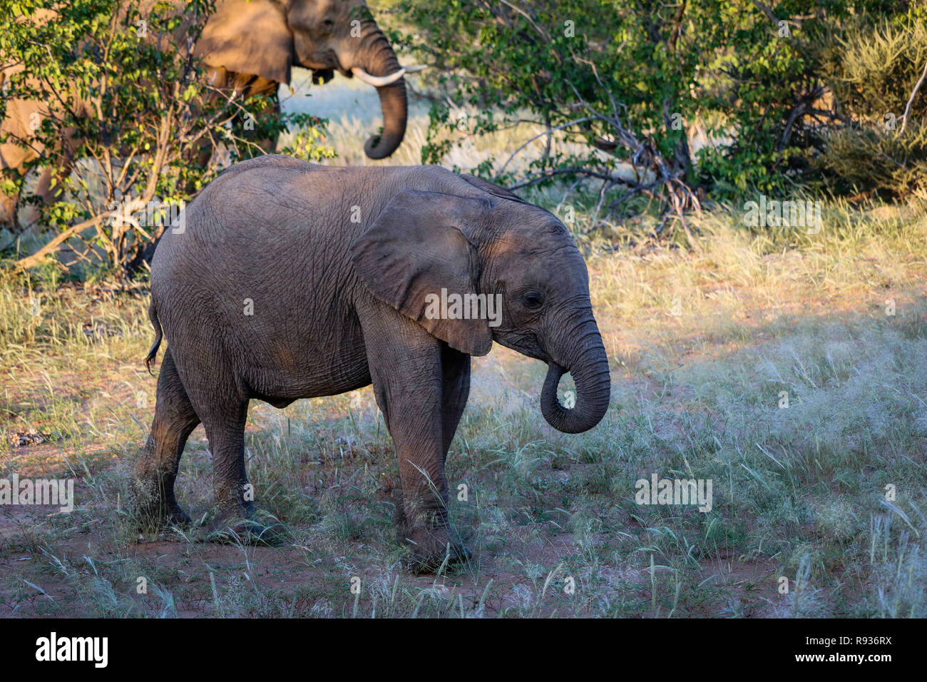 Wild Namibian Elephant Stock Photo - Alamy