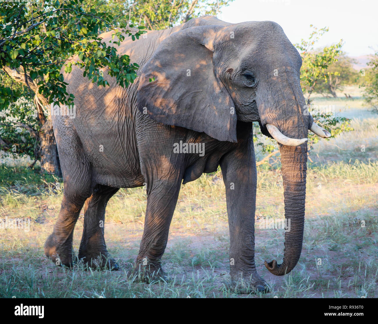 Wild Namibian Elephant Stock Photo - Alamy