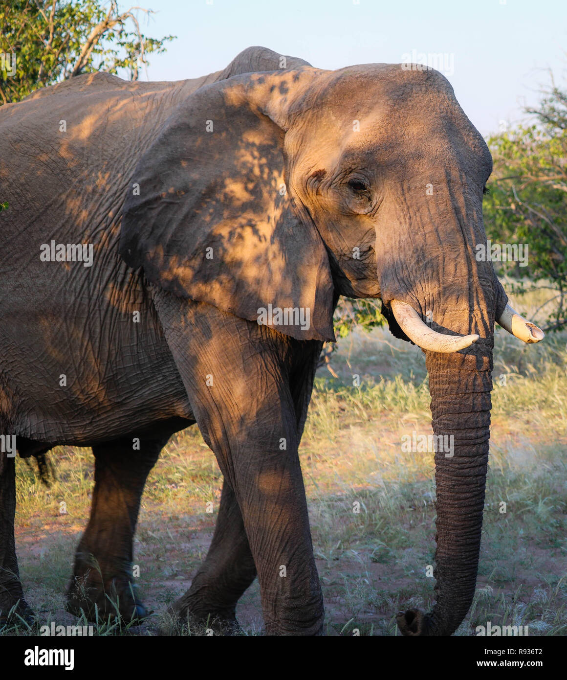 Wild Namibian Elephant Stock Photo - Alamy