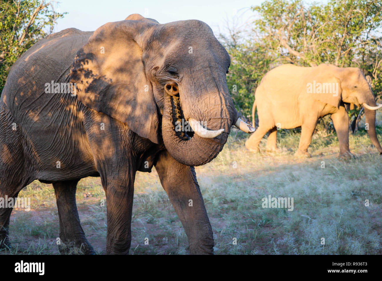 Wild Namibian Elephant Stock Photo - Alamy
