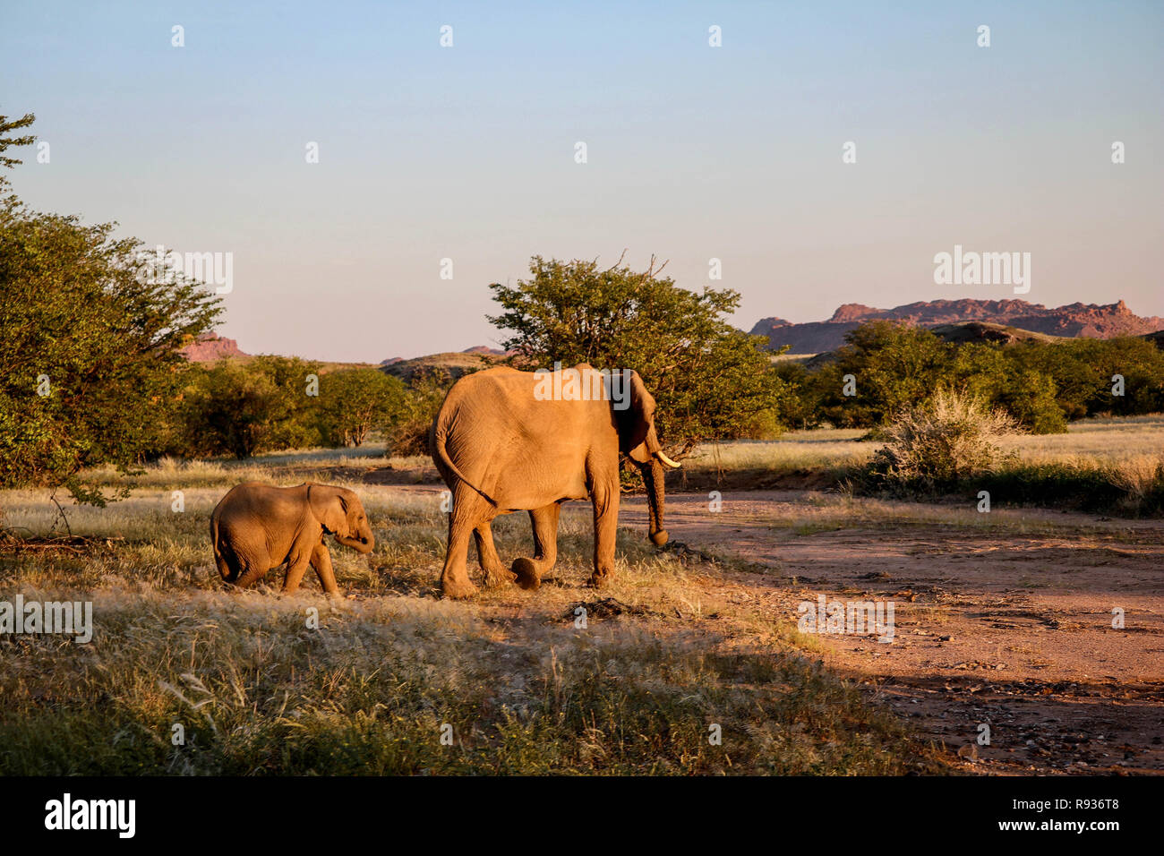Wild Namibian Elephant Stock Photo - Alamy