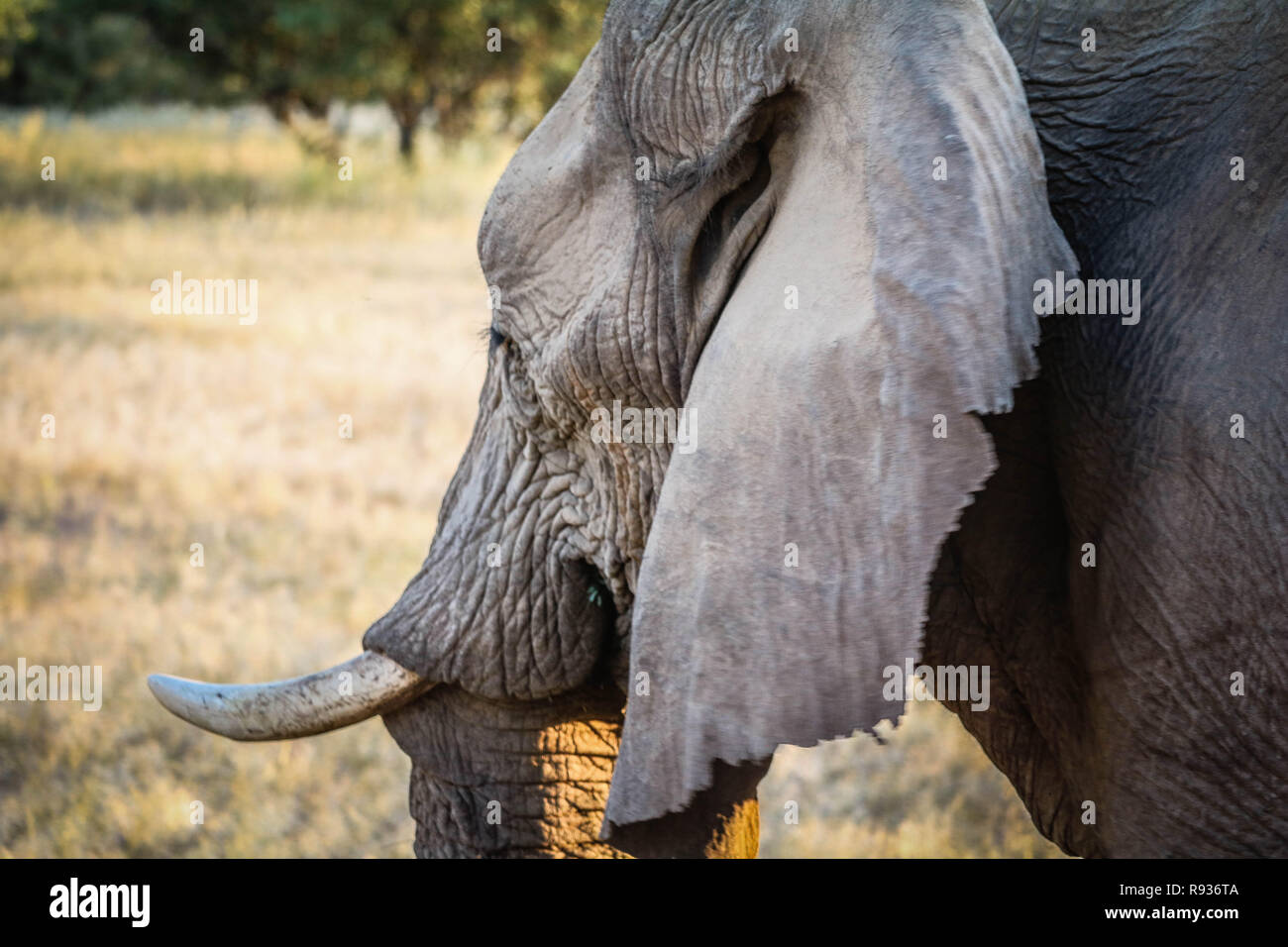 Wild Namibian Elephant Stock Photo - Alamy