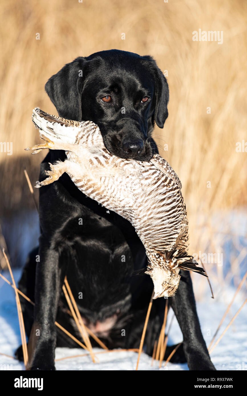 A Black Labrador Retriever with a Greater Prairie Chicken on a late ...