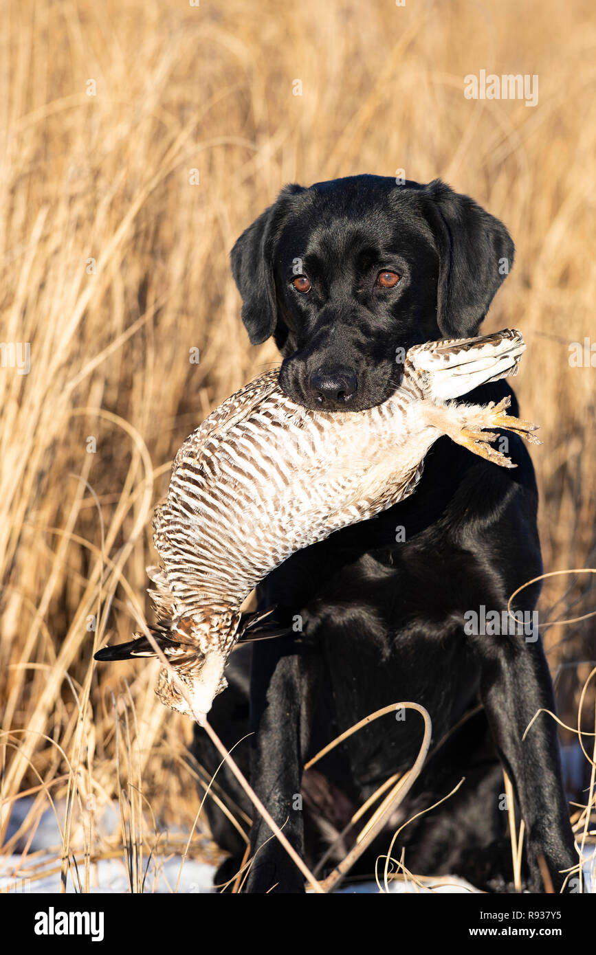 A Black Labrador Retriever with a Greater Prairie Chicken on a late ...