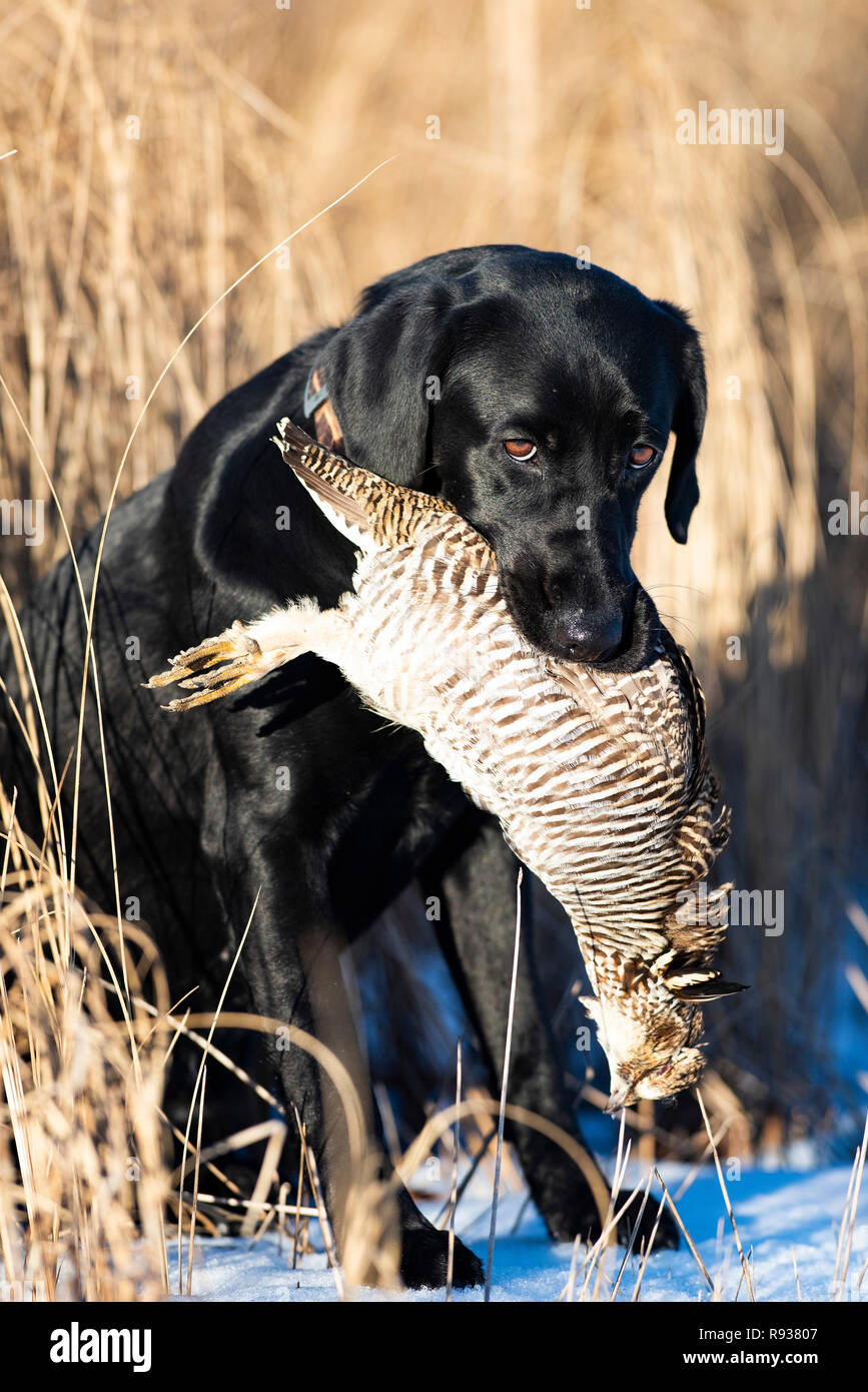 A Black Labrador Retriever with a Greater Prairie Chicken on a late ...