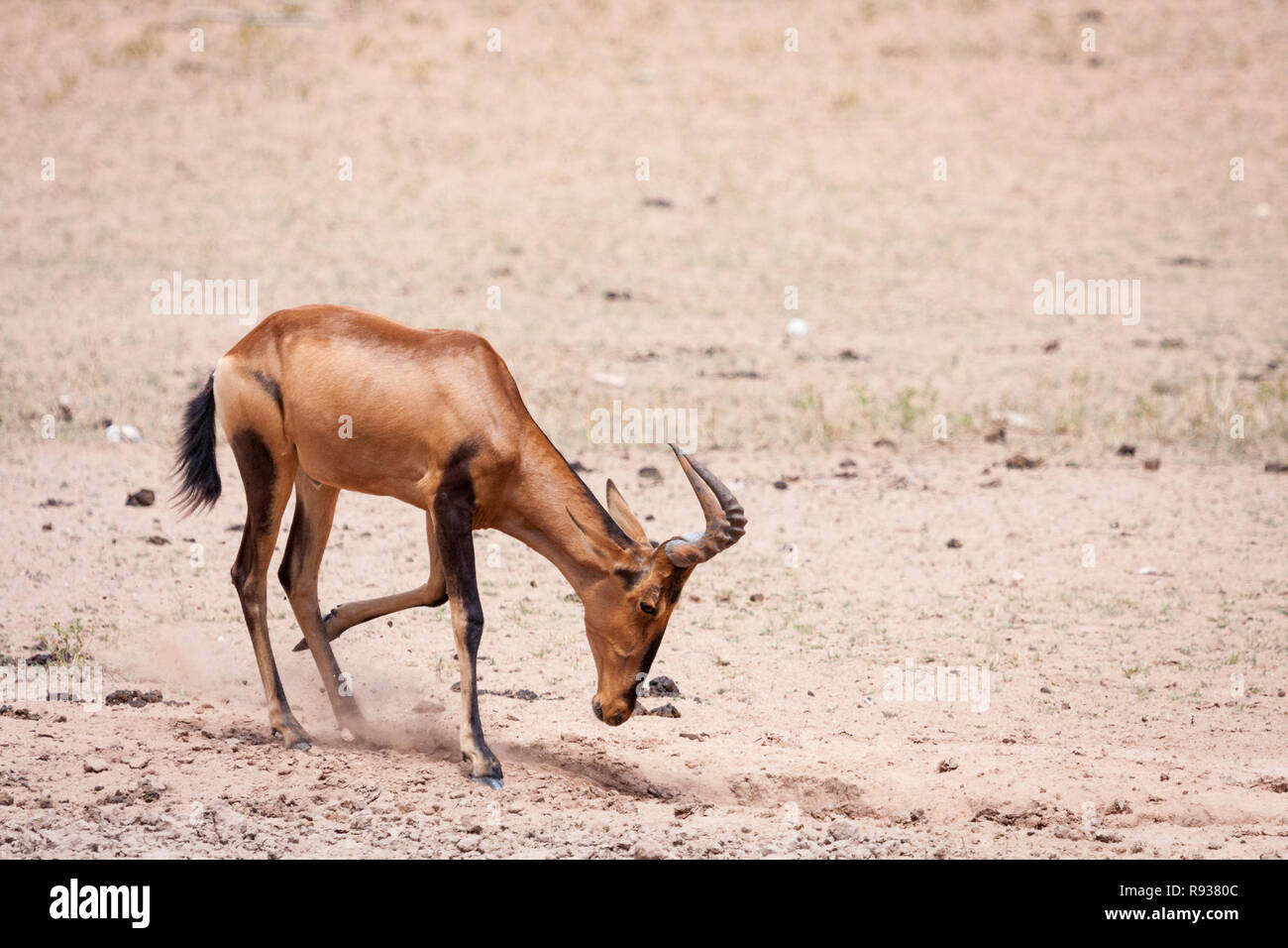 Arid animals hi-res stock photography and images - Alamy
