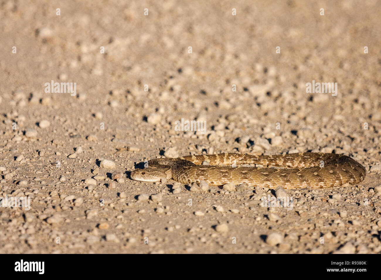 Common sand adder hi-res stock photography and images - Alamy