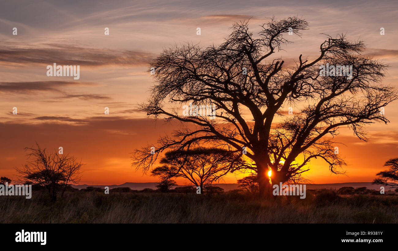 Mokala tree hi-res stock photography and images - Alamy