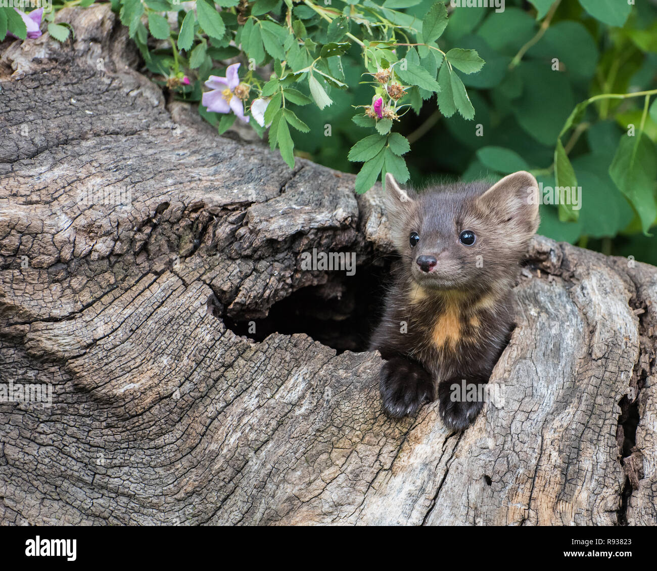 Cute pine marten hi-res stock photography and images - Alamy