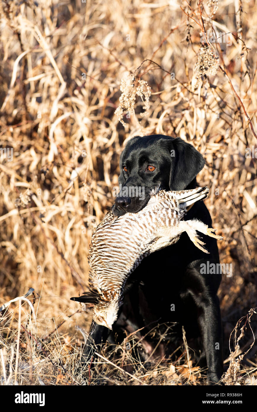 A Black lab hunting dog with a Greater Prairie Chicken in Kansas Stock ...
