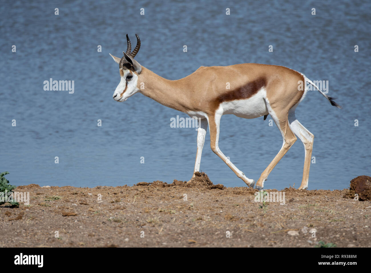 Springbok (Antidorcas marsupialis) at watering hole in Namibia Stock ...