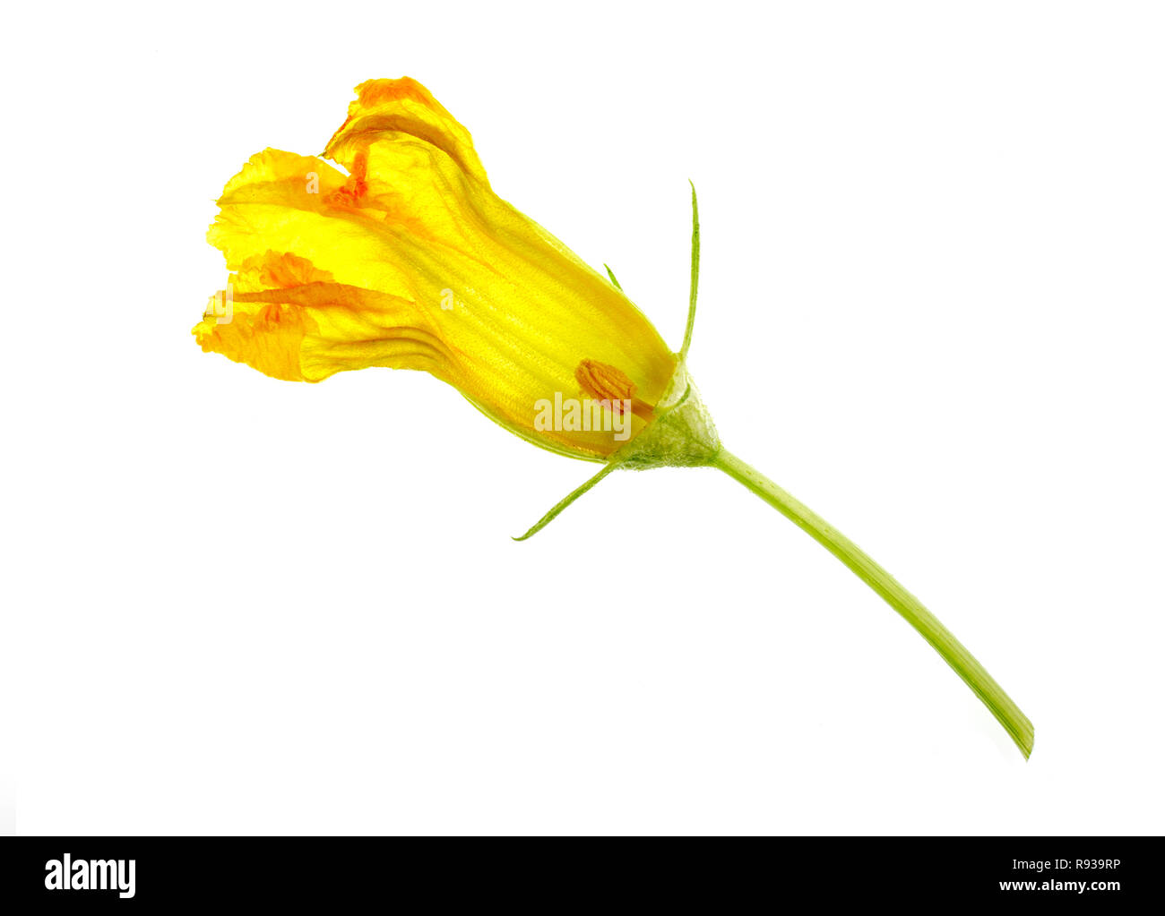 Dissected view Cut Out Stock Images & Pictures - Alamy