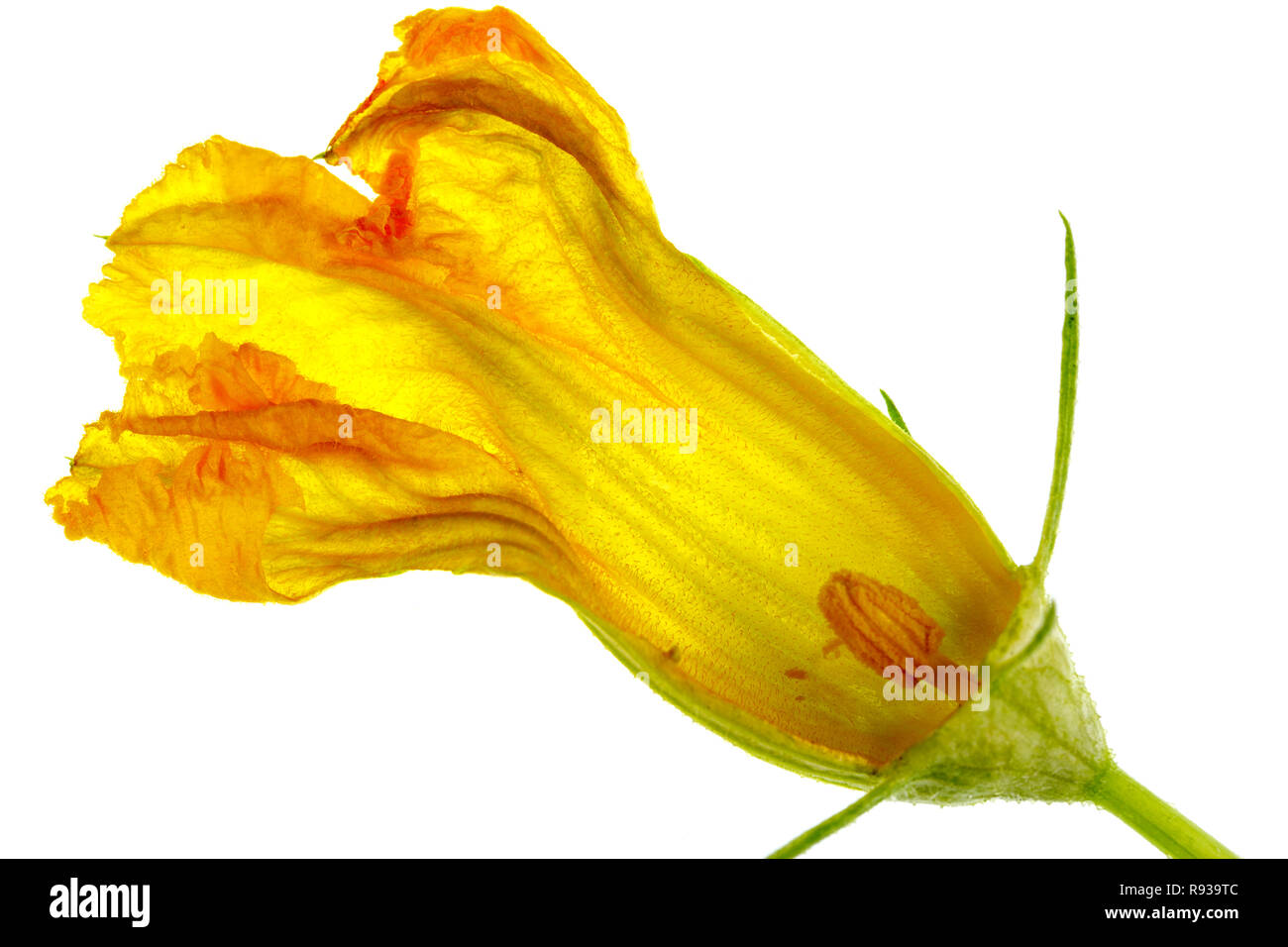 Dissected view hi-res stock photography and images - Alamy