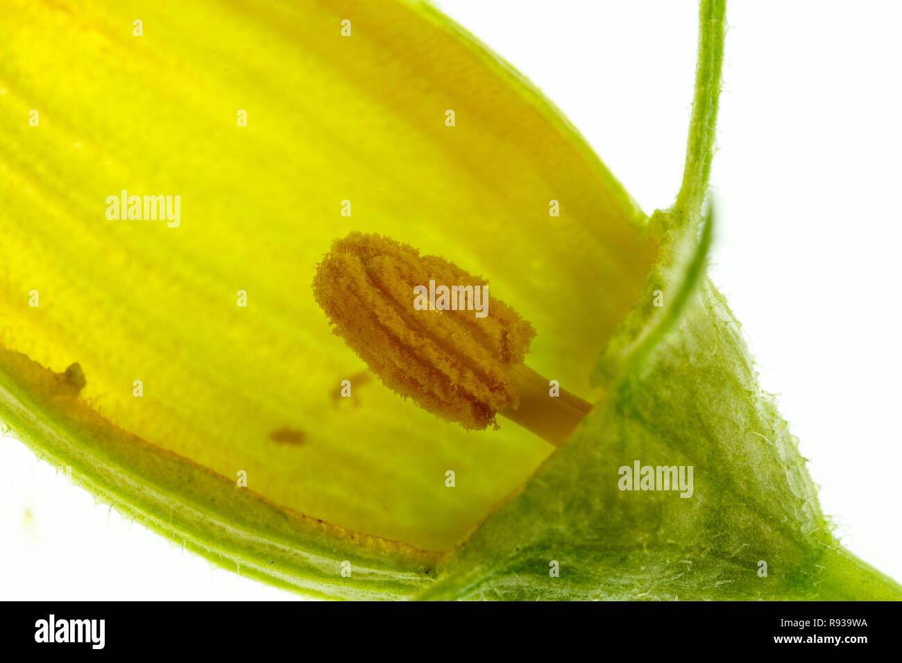 Dissected view hi-res stock photography and images - Alamy