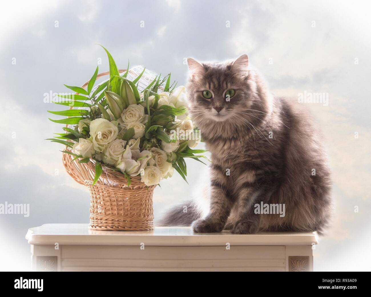 Kitty with flowers hi-res stock photography and images - Alamy