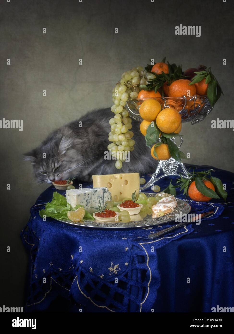 Hungry gray kitty eating red caviar Stock Photo - Alamy