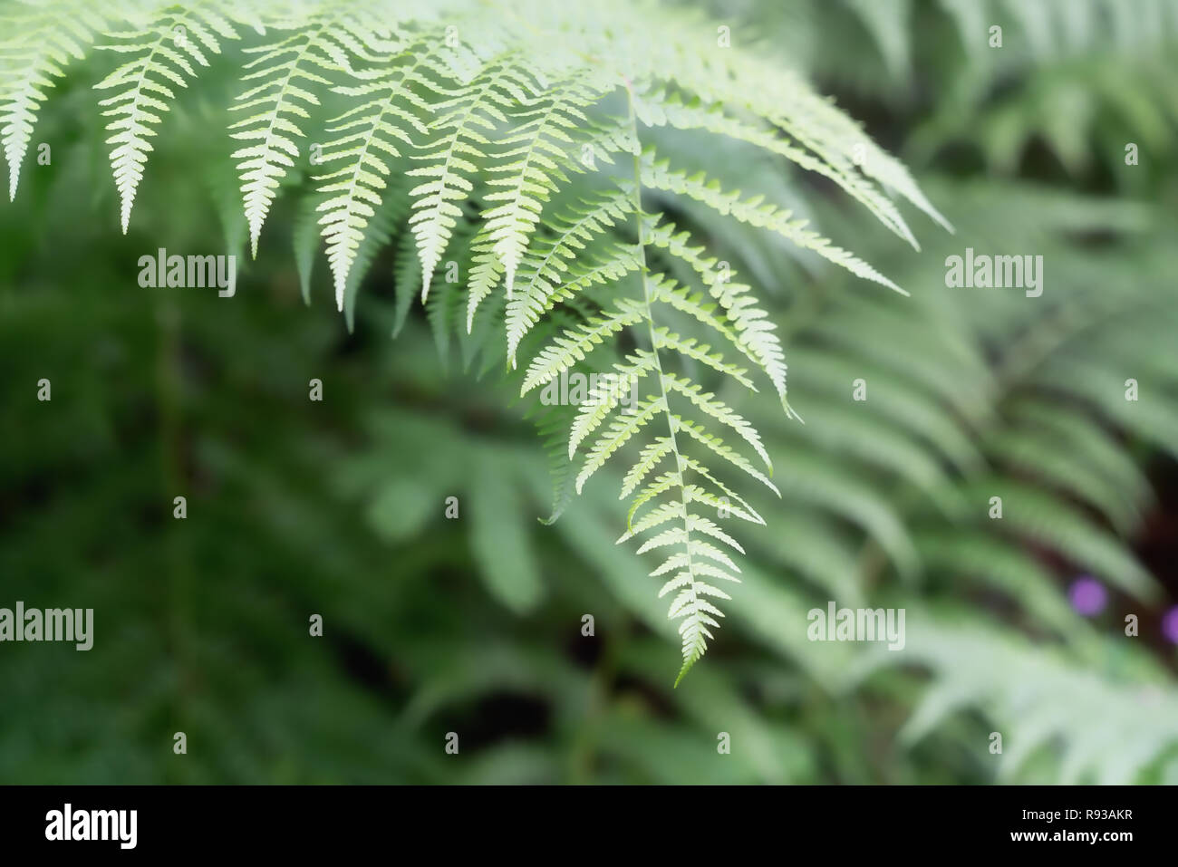 Green Fern Leaves, Detailed Nature Background, Gifford Pinchot National ...